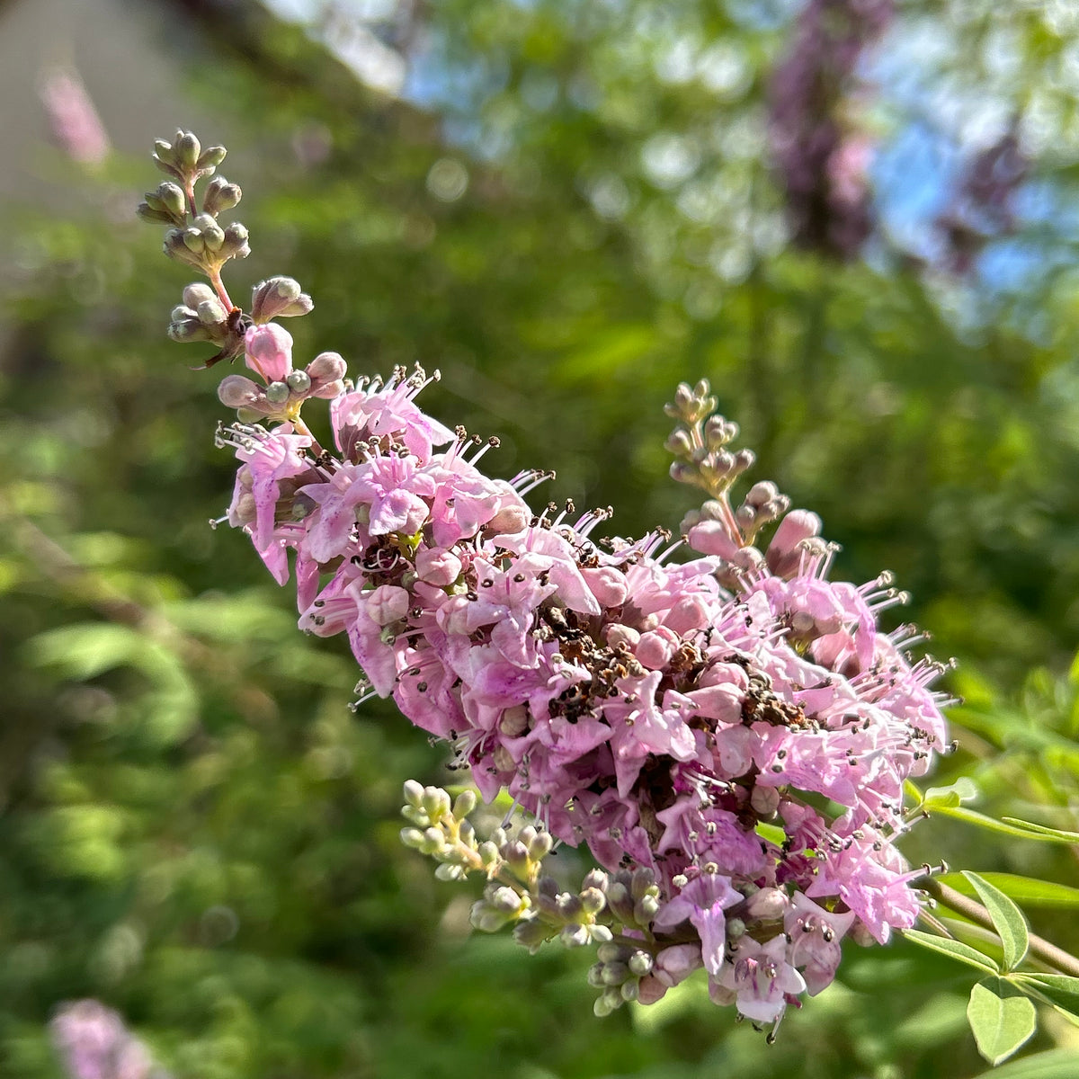 Chaste Tree aka Vitex (Pink, dwarf) – Incredible Edible Landscapes