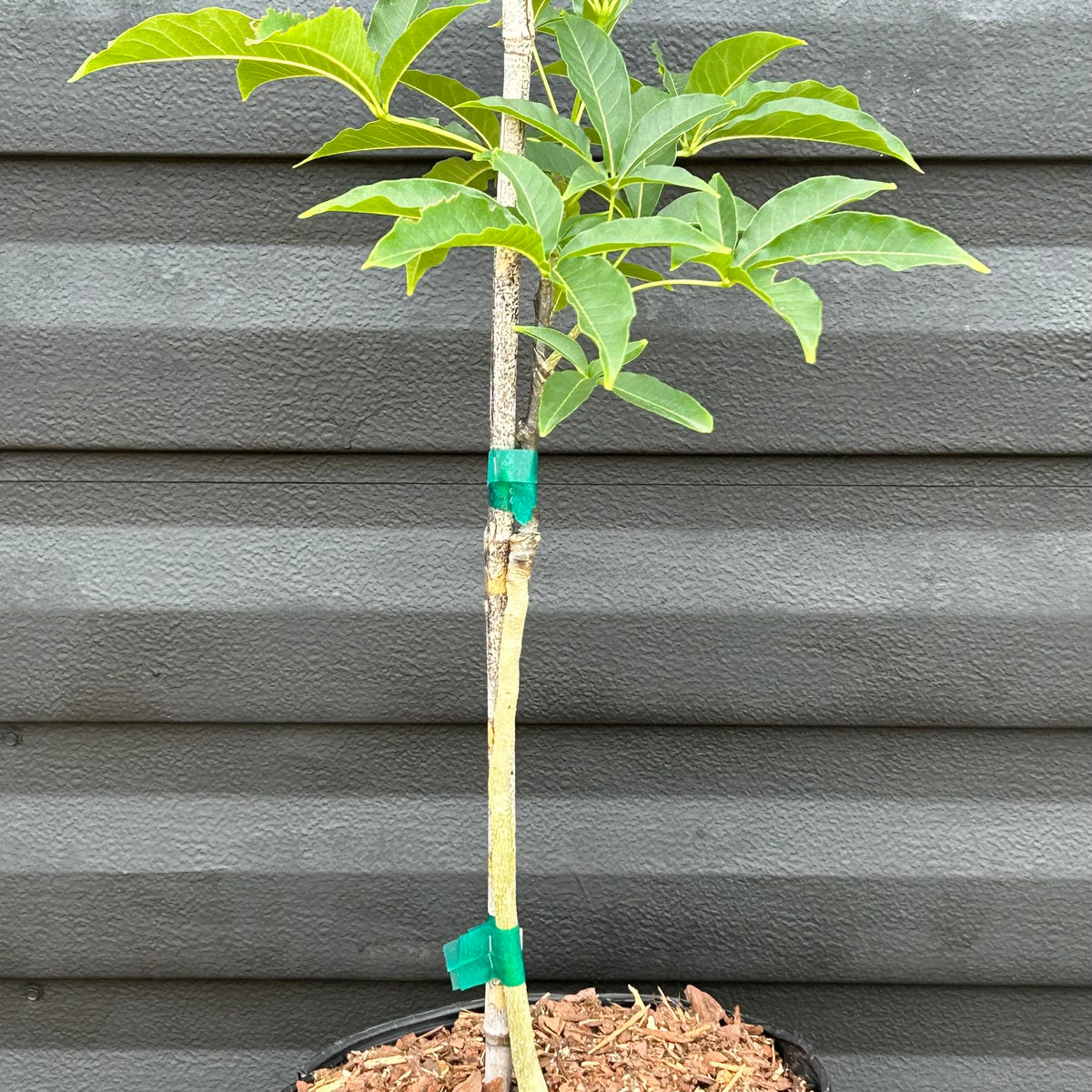 White Sapote Tree ‘Laufer’ – Incredible Edible Landscapes