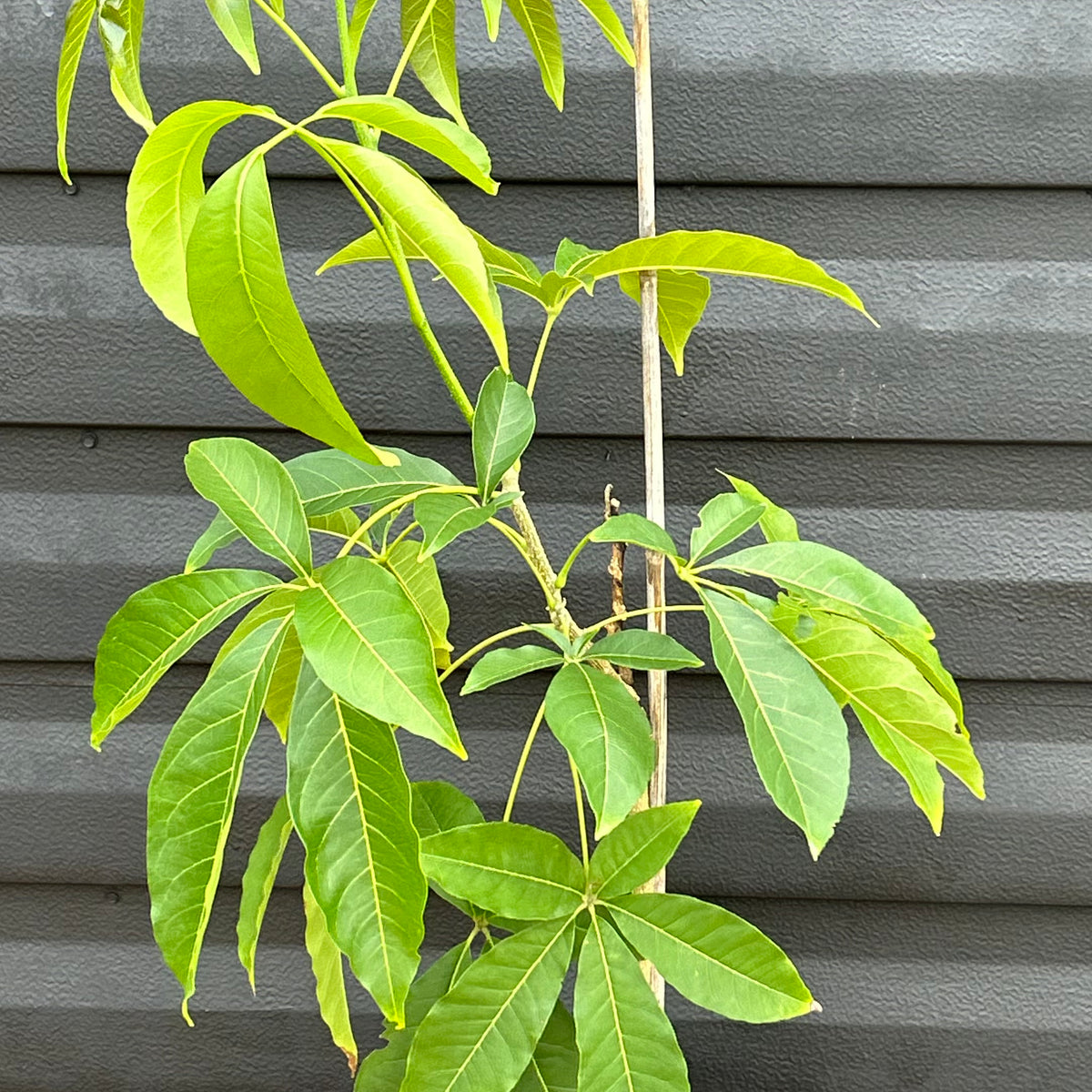 White Sapote Tree ‘Campbell’ – Incredible Edible Landscapes