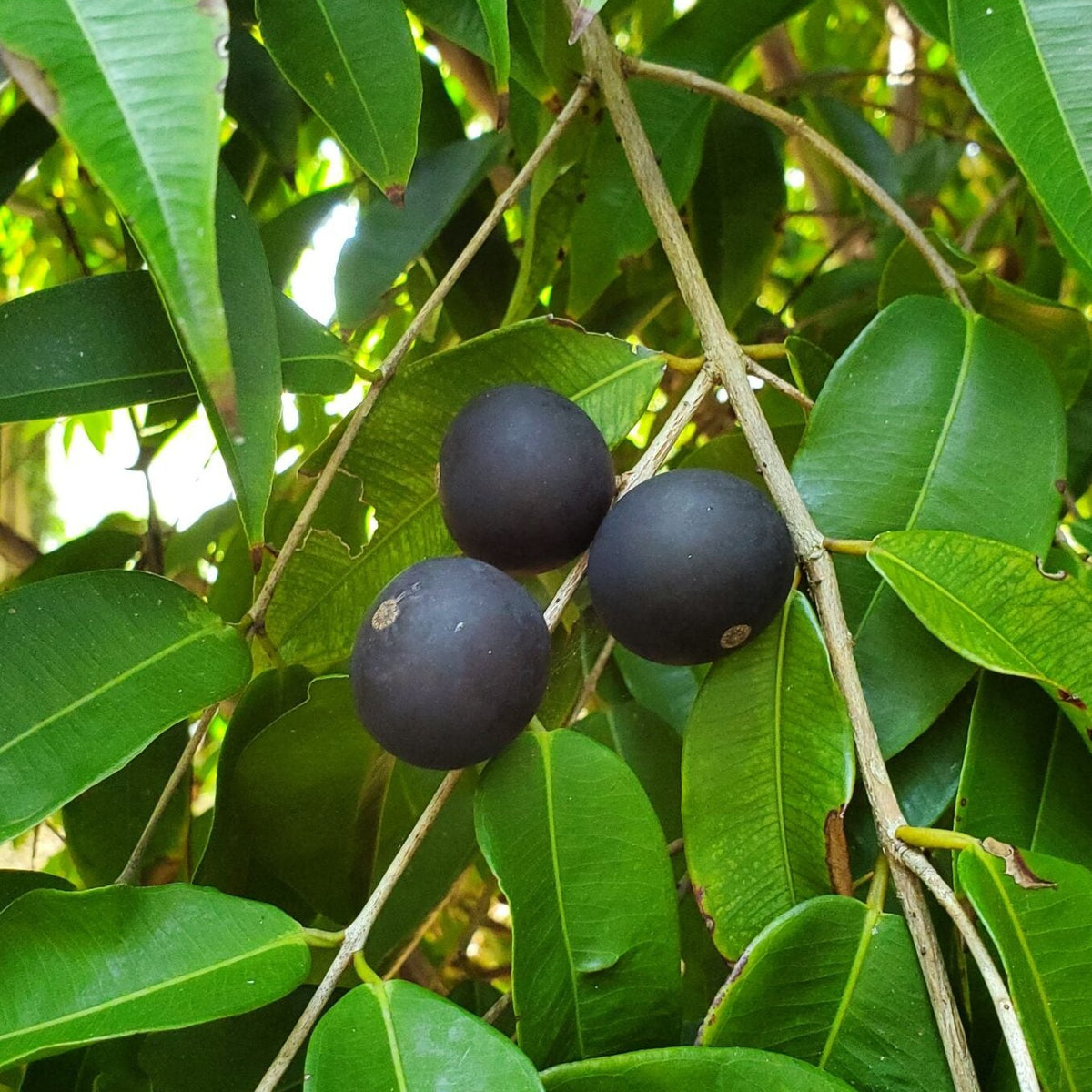 Jaboticaba Tree 'Blue Grape' – Incredible Edible Landscapes