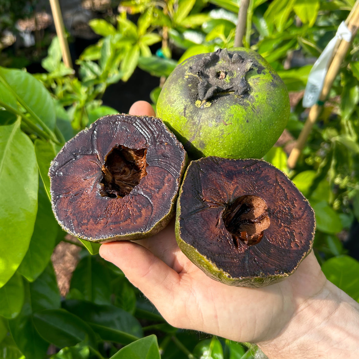 Black Sapote Tree 'Matt's Giant' – Incredible Edible Landscapes