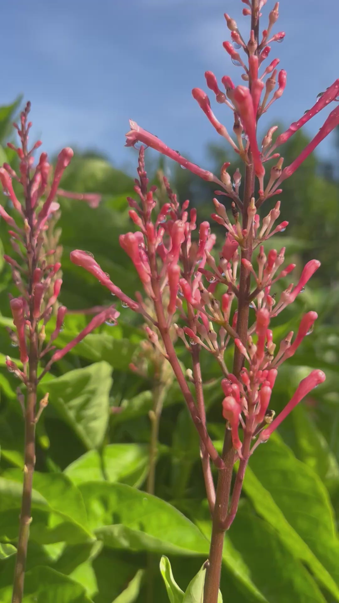 Firespike Plant – Incredible Edible Landscapes