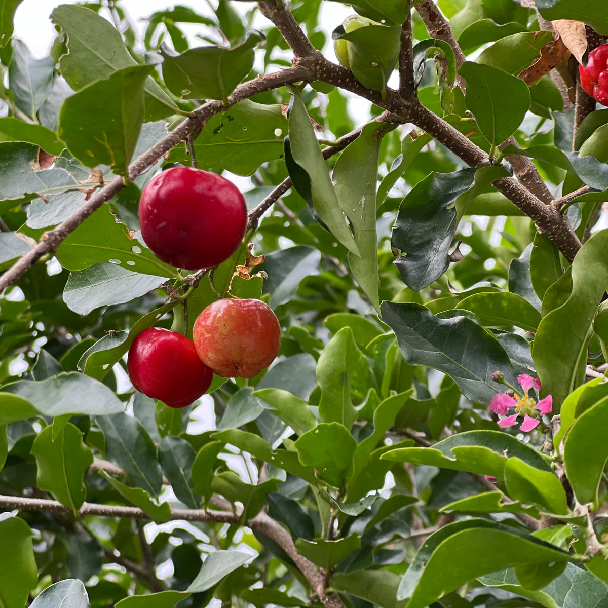 Barbados Cherry 'Florida Sweet' – Incredible Edible Landscapes